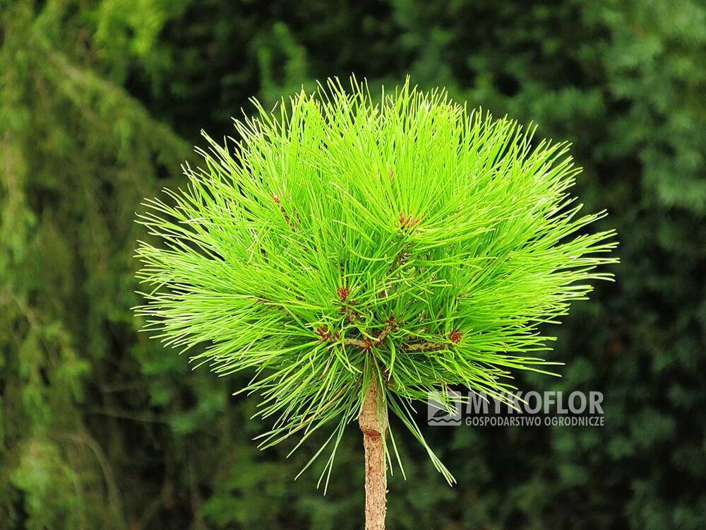 Сосна густоквіткова C 5 Pa 80-100 Pinus densiflora Kim Pa Pa - купити ...